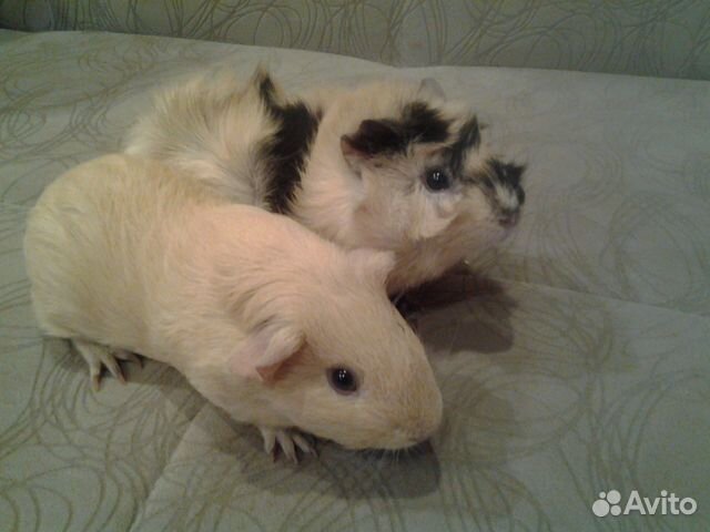 Морские свинки