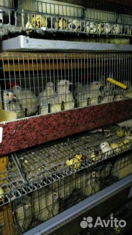 Перепела Техасцы, Несушки