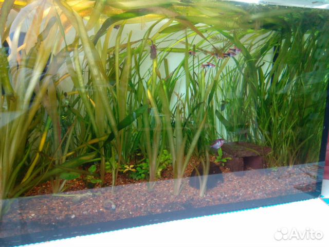 Валиснерия гигантская