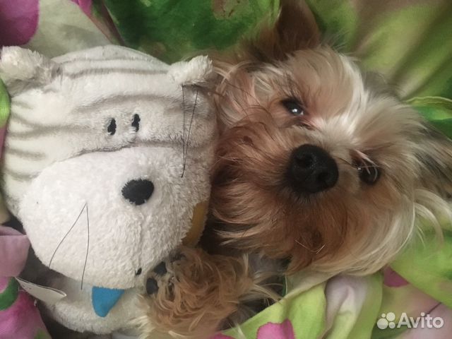 Йоркширский терьер