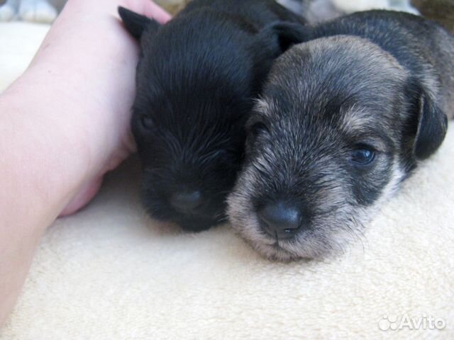 Щенки цвержики