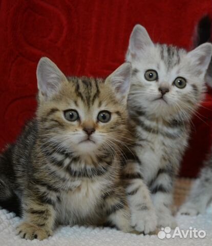 Красавчики шотландские