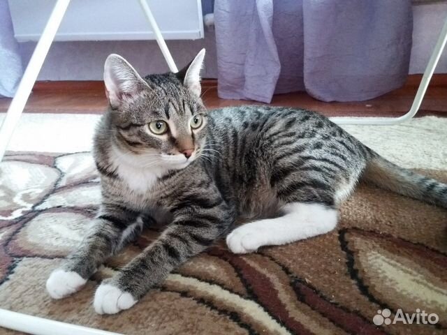 Нужен дом плюшевому красавцу тоше