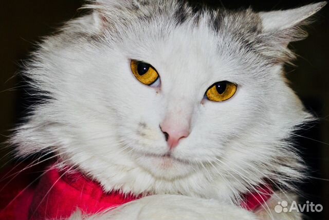 Пушистую красавицу в дар