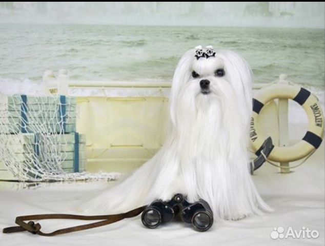 Красивые мальчики мальтезе