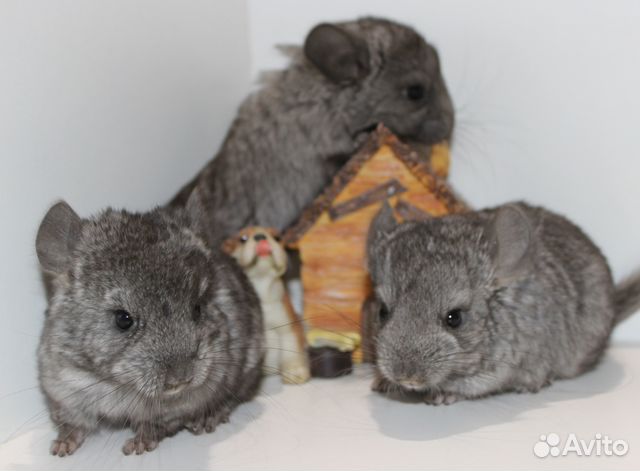 Шиншиллы окрас Эбони средний