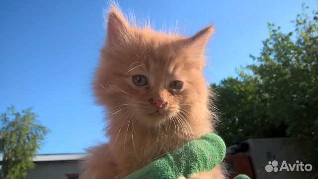 Котята крысоловы