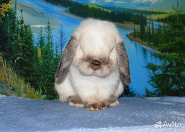 Карликовые кролики Mini-lop Сиамского окраса