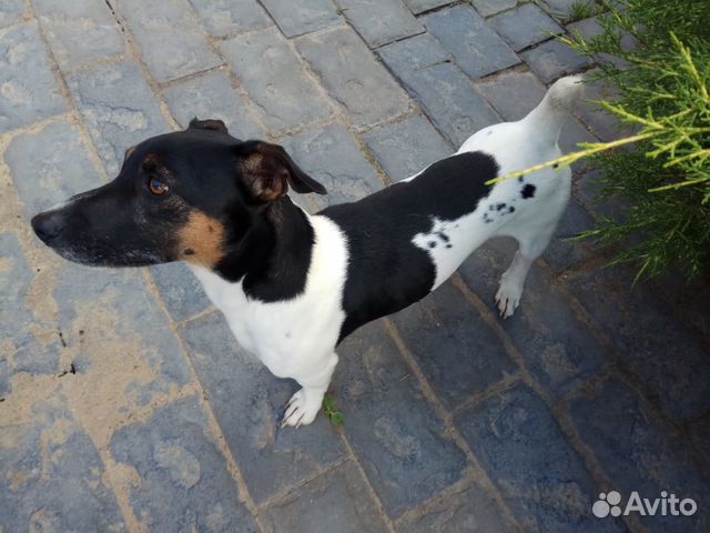 Щенки Джек Рассел Терьер