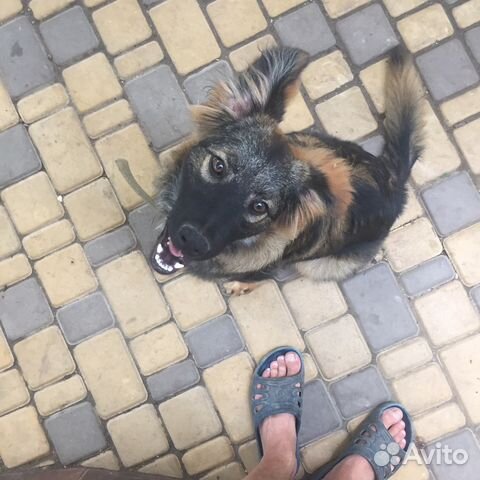 Животные в дар в добрые руки
