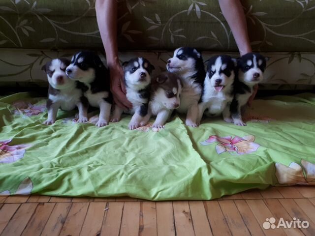 Щенки Хаски