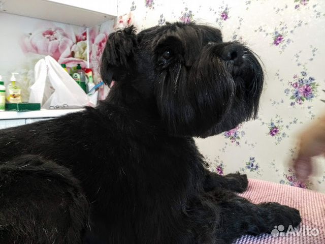 Черный миттельшнауцер Федя, 8 лет, в добрые руки