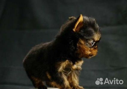 Мини мальчики йоркширского терьера