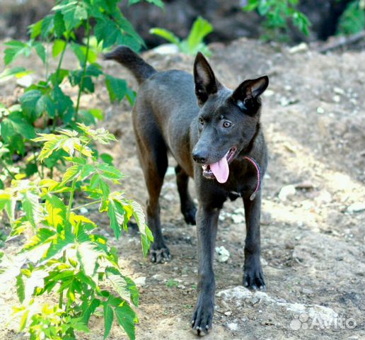 Лиловая собачка