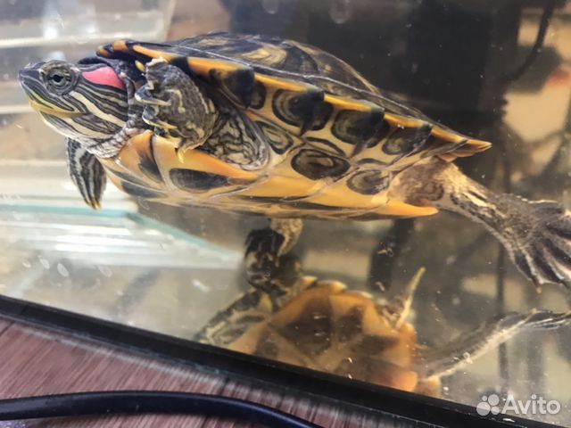 Красноухие черепашки