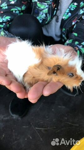 Морская свинка