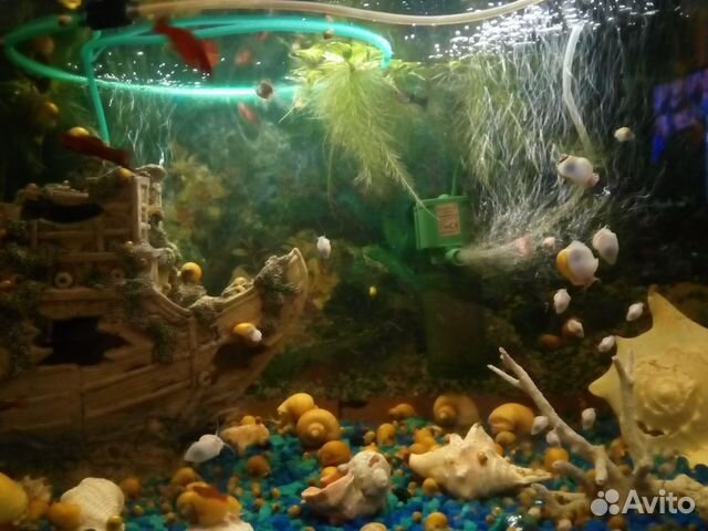 Улитки и растения