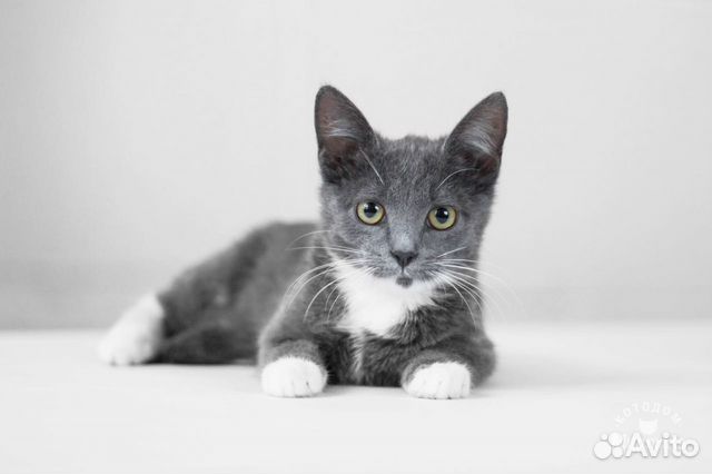 Котёнок Дымка, девочка, 5 мес