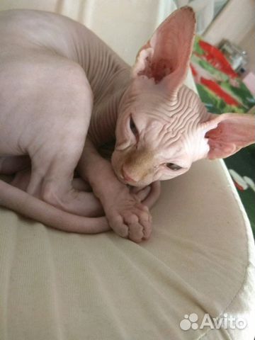 Канадский сфинкс