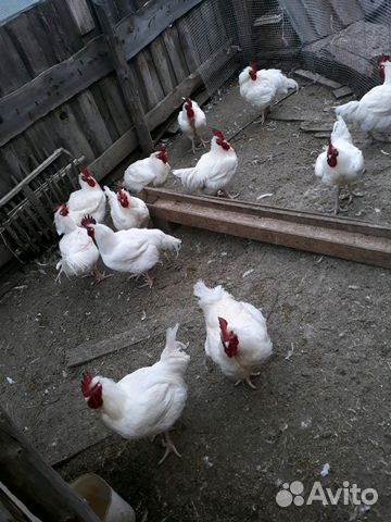 Продажа птиц.Мясом