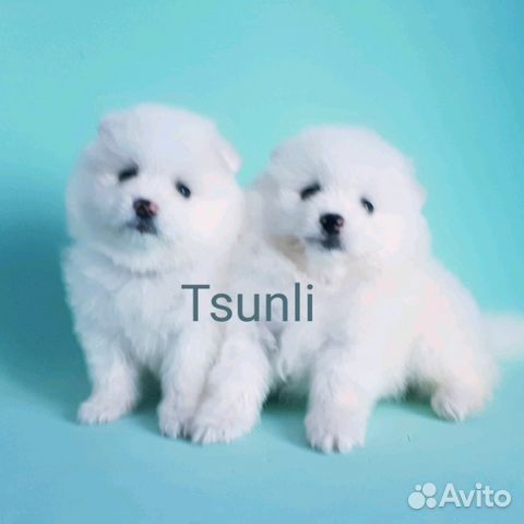 Шпиц любимый блонд Нордик