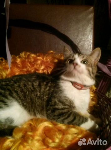 Котик, 9 мес, мальчик