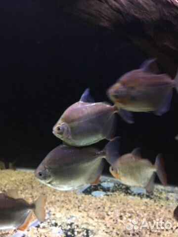 Метиннис «серебряный доллар» крупный