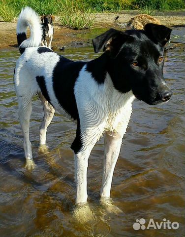 Тимур, ищет дом, 1 год