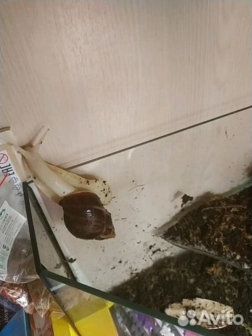 Улитки вместе с аквариумом