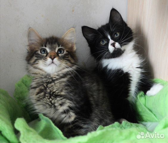 Котята Лиза и Матвей ищут дом