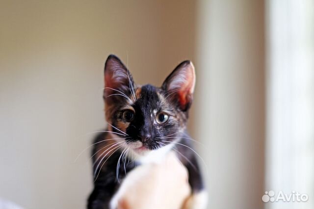 Трехцветный котёнок в дар