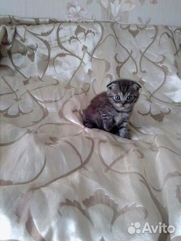 Шотландский котенок