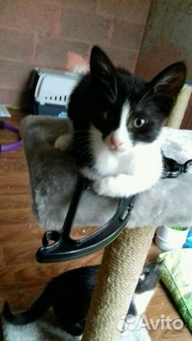 Котята домашние в добрые руки