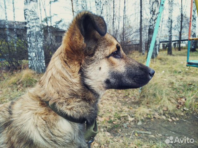 Щенок Бимка