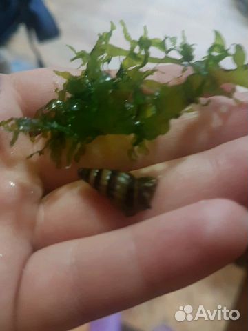 Улитка хелена