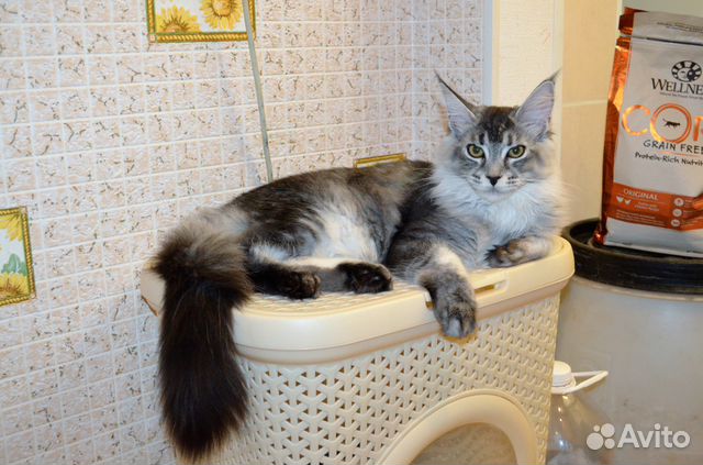 Тикированные котята
