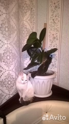 Отдам Британских котят