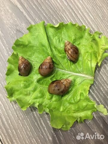 Ахетинские Улитки