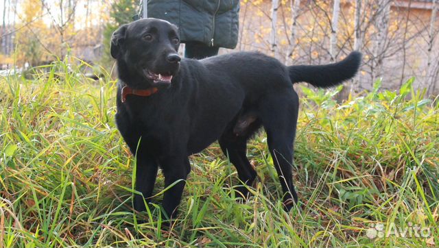 Почти лабрадор Арчи ищет дом
