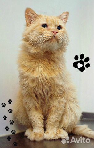 Темпераментный котик Маркиз ищет добрые ручки