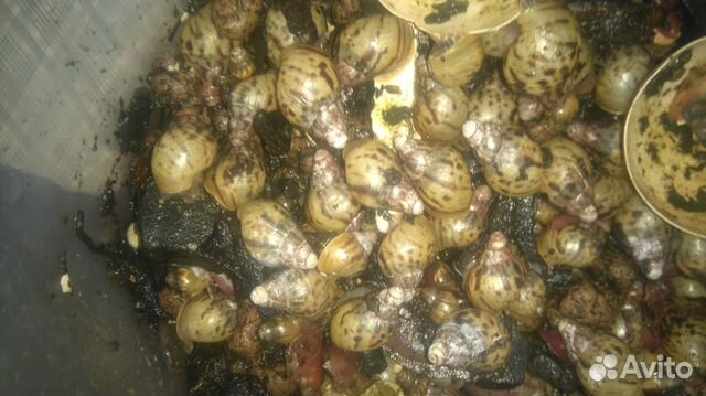 Улитка-ахатина