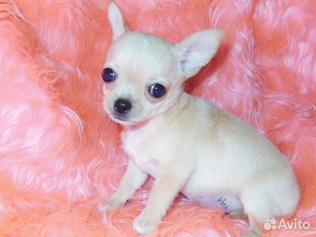 Сладкая Карамелька