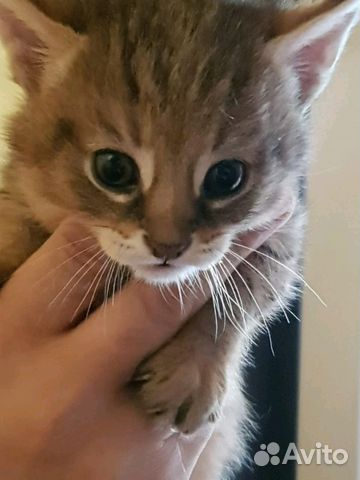 Малыши Чаузи ф1