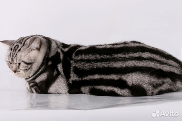 Супер мраморные котик и кошечка зеленоглазые