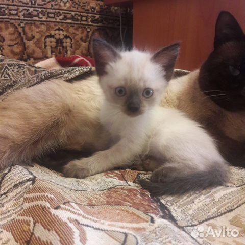 Котята сиамские
