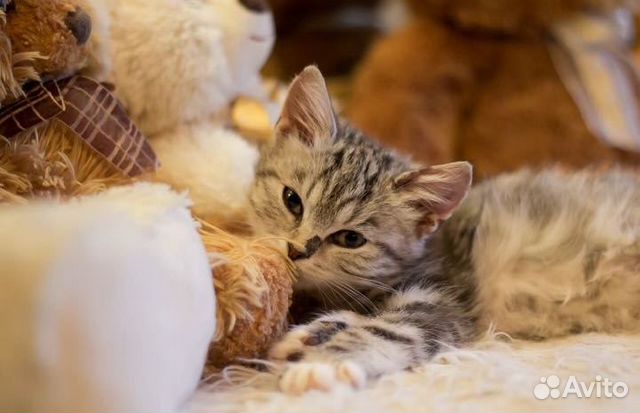 Котенок Вискас ищет добрые руки