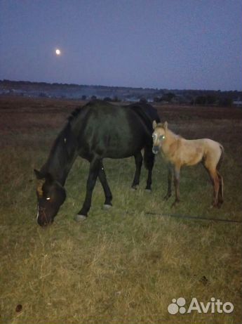 Продам лошадей