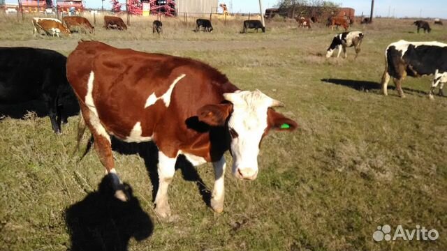 Продаю первотелку, 16литров молока,стельная
