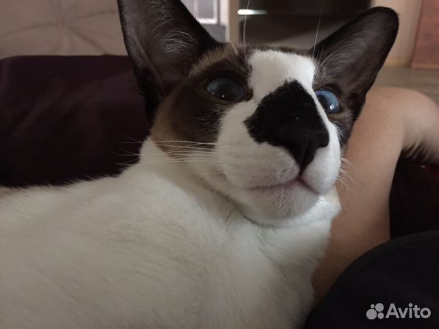 Ориентальный котик ищет невесту