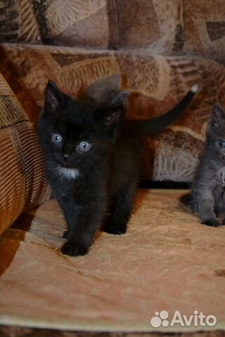 Черный котенок в добрые руки